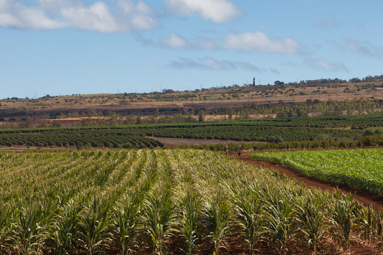 Pesticides Expose Hawaiʻi Families to Higher Birth Defect Risk ...